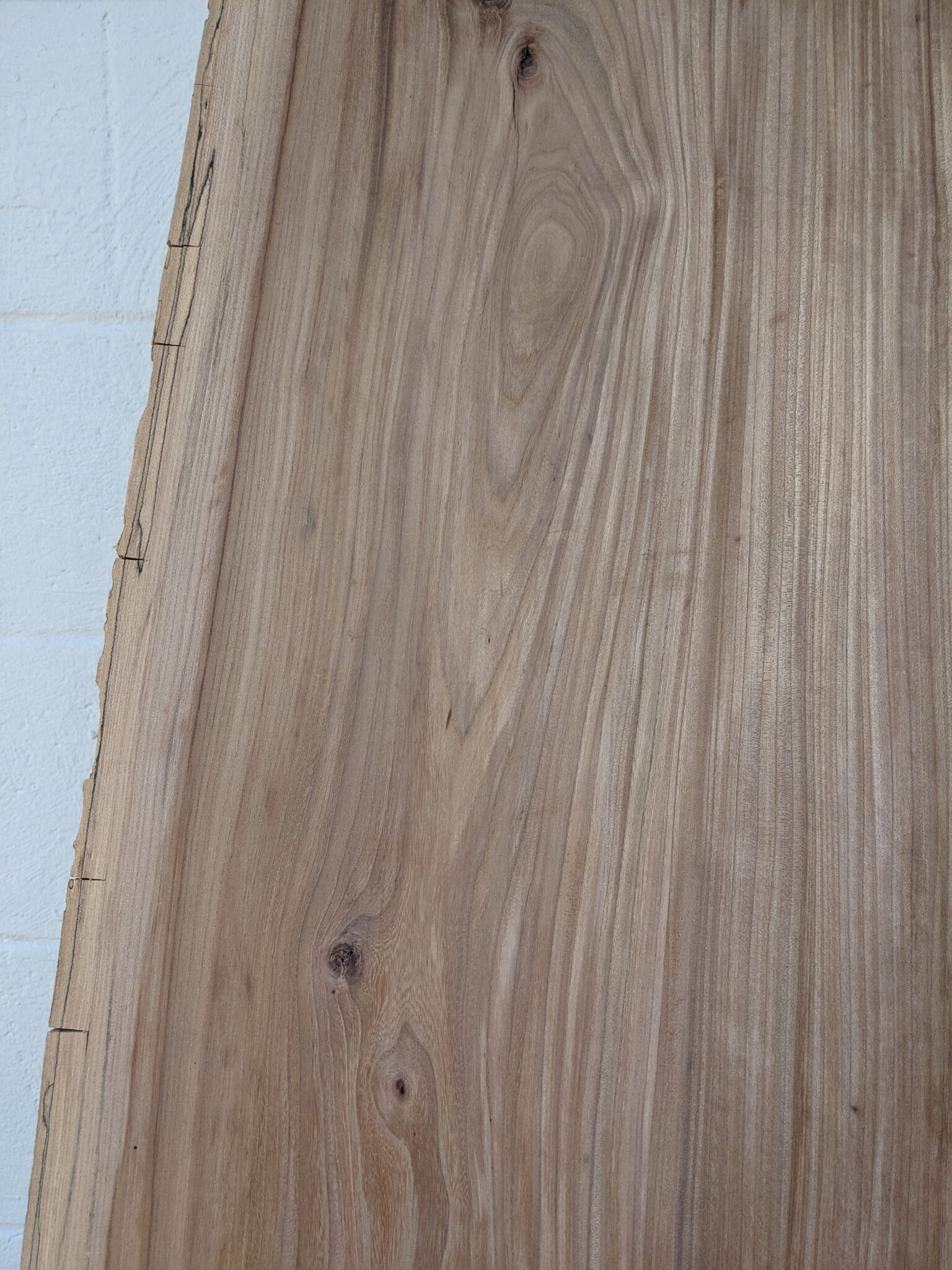 American Elm AE117